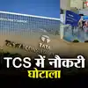 TCS Job Scam TATA Tech Company Bribe Rs 100 Crore News - टाटा की टीसीएस ...