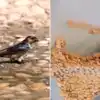 चिड़िया ने मिट्टी से बना दिया सुंदर घोंसला, अटैक्टिव डिजाइन ने खींचा ...
