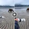 Bhalu Ka Video | Bear Attack Video: भालू ने कर दिया फोटोग्राफर पर अटैक ...