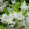 Chameli Phool Ke Upay, Totke: चमेली फूल के उपाय और टोटकों से मिलेंगे ये ...