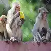 वृंदावन के बंदरों में मिली टीबी इंसानों के जूठे फल भोजन ने दे दी बीमारी ...