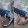 छोटे सांप को दबोचकर चबाने लगा किंग कोबरा, जिसने भी वीडियो देखा उसे जीव ...