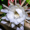 Brahma Kamal Ke Upay: साल भर में एक बार खिलता है ब्रह्म कमल, इन उपायों ...