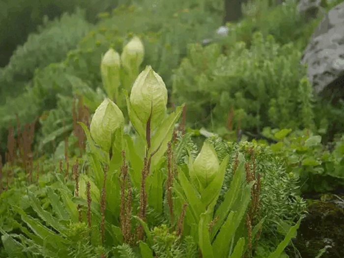 Brahma Kamal Ke Upay: साल भर में एक बार खिलता है ब्रह्म कमल, इन उपायों ...