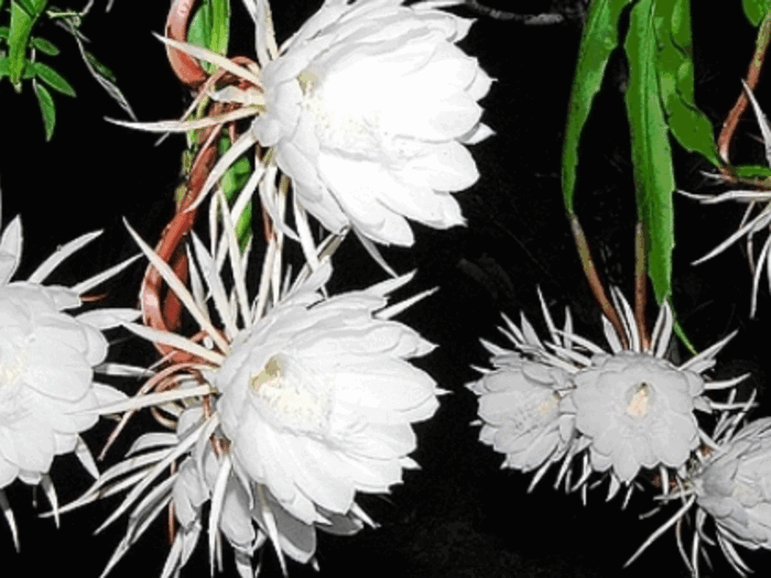 Brahma Kamal Ke Upay: साल भर में एक बार खिलता है ब्रह्म कमल, इन उपायों ...