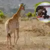 Necklace From Giraffe Poo,गले का हार बनाने के लिए केन्या से Giraffe का ...