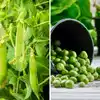 How to grow matar at home, benefits of green peas, इस तरीके से घर के ...