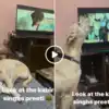 Dog Love Dil Ka Dariya Song Watch Video,TV पर बज रहे थे बॉलीवुड Songs ...