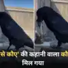 Crow Stone Viral Video,प्यास बुझाने के लिए कौवे ने पानी में कंकड़ डालकर ...