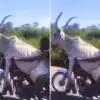 Bike Ride With Cow,गाय को बाइक पर बैठाकर घूमने निकला शख्स, वीडियो देख ...