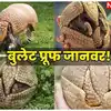 ये जानवर है या पत्थर की फुटबॉल? शख्स ने मारी गोली, तो उल्टा ही पड़ गया ...