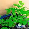 How To Grow Shami Plant Faster,गमले में लगाना है शमी का पौधा, तो इस ...