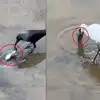Viral News,Viral Video: मछली को तड़पता देख बगुले ने किया दिल जीतने वाला ...