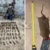 Biggest Size Rat,Dog Size Rat: जिसे समझा कुत्ता वो निकला चूहा, शख्स अब ...