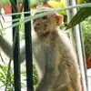 Monkey Treatment Pm House Delhi,दिल्ली की प्रचंड गर्मी ने बंदर को भी कर ...