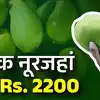 आमों की रानी नूरजहां बाजार में आई, एक की कीमत है २२०० रुपए, mangoes ...