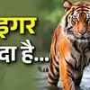 मौत को हराकर लौटी बाघिन की कहानी... लगा था अब नहीं बेचगी, फिर हुआ ...