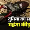 World Most Expensive Insect Stag Beetle,दुनिया का सबसे महंगा कीड़ा ...