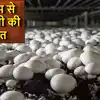 Success Story प्राइवेट कंपनी की नौकरी गई तो मशरूम पर आया दिल अब हर ...
