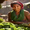 Delhi Rate: चाय की चुस्की और दाल के तड़के पर लगी मॉनसून की ‘नज़र ...