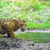 International Tiger Day Know About Nagarjuna Sagar Shree Shailam ...