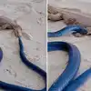 Kale Naag Monitor Lizard Ka Video,एक शेर तो दूसरा सवा शेर! काले नाग से ...