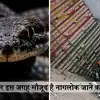Nag Panchami 2024 | Naglok In Varanasi Uttar Pradesh: नागलोक का रास्ता ...