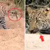 Duck Vs Leopard Video,नन्ही बत्तख का शिकार करने चला था तेंदुआ, लेकिन ...