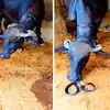 Saanp Ka Viral Video,तबेले में फन फैलाए बैठा था सांप, लेकिन भैंस ने ...