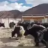 Chinese Yak Crossed Lac,LAC पार कर भारत आ गए थे चीनी याक, इंडियन आर्मी ...