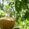 Coconut Water Side Effect,किन लोगों के लिए जहर की तरह काम करता है ...