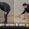 Sher Ke Bacche Ko Pareshan Karne Ka Video,शेर के बच्चे को गर्दन से पकड़ ...