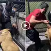 Sher Ke Pinjre Me Ghuse Bando Ka Viral Video,शेर के पिंजरे में घुस कर ...
