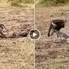 Magarmach Ne Baboon Ka Kiya Shikaar Viral Video,मगरमच्छ के रास्ते से जा ...