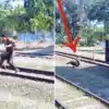 ट्रेन से बाल-बाल बची लड़की,रेलवे ट्रैक पर थी बकरी, तभी सामने से आ गई ...