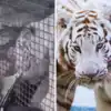 Tiger And Kid Viral Video,बाघ ने पकड़ ली बच्चे की टीशर्ट, फिर मासूम ने ...