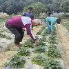 स्ट्रॉबेरी की मिठास से किसानों के चेहरे खिले, सीतामढ़ी के किसानों की ...