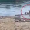 Dog Vs Crocodile Viral Video,Dog Vs Crocodile : तालाब किनारे जाकर खड़ा ...