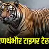 OMG रणथंभौर में फिर दिखा टाइगर टेरर, 7 साल के बच्चे के बाद अब इन्हें ...