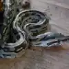 Snake Omen : घर में सांप का दिखना किसी अनहोनी का संकेत या होने वाला है ...