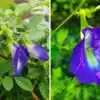 How To Grow Aparajita Flowers Plant Faster,आशीष की बगिया की तरह आपके ...