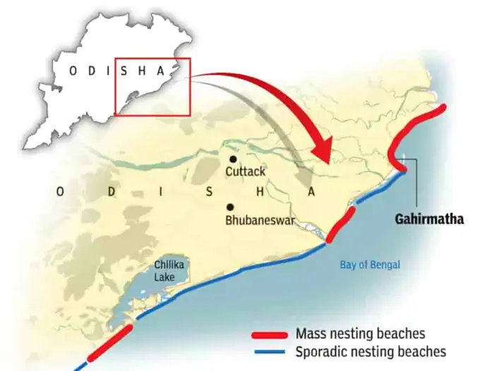 रात का जादू, जहां एक साथ अंडे देने आते हैं हजारों कछुए... क्या है ...