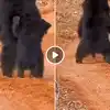 Bhaalu Bagh Ki Ladai Ka Video, Bastar Bear Tiger Fight Video: भालू के ...