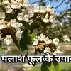Palash Phool Upay | Palash flower Remedies: पलाश फूल के उपाय और टोटके ...