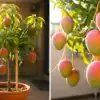 Gardener Tips To Grow Miyazaki Mango In Pot At Home,छत पर उगा सकते हैं ...