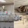 Gaay Ke Hungama Machane Ka Video,हॉल में चल रही थी नीलामी, अचानक गाय ने ...
