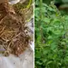 Tulsi Plat Me Root Bound Hone Par Kya Kren,छोटे जंगल की मालकिन ने बताया ...