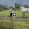 Horse Kicks Woman Viral Video,Funny Viral Video: पहाड़ों पर मचल-मचलकर ...