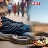 कभी नहीं हुआ ऐसा! आदमी को डसने के बाद पांच मिनट में तड़प-तड़पकर मरा ...