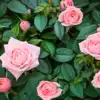 10 Rupye Me Rose Plant Me Jayda Flower Kaise Ugayen,हर डाल पर खिलेगा ...
